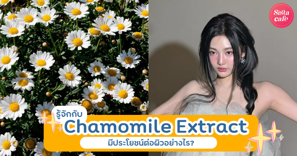 Chamomile Extract สารสกัดดอกคาโมมายล์ มีประโยชน์ต่อผิวยังไงบ้าง? | บทความของ ManooFK | SistaCafe ...